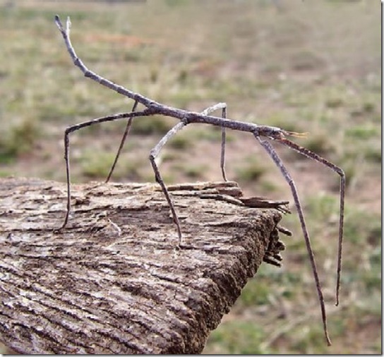 Rate #1, best ranking system: 10 Of The World’s Biggest, Baddest Bugs
